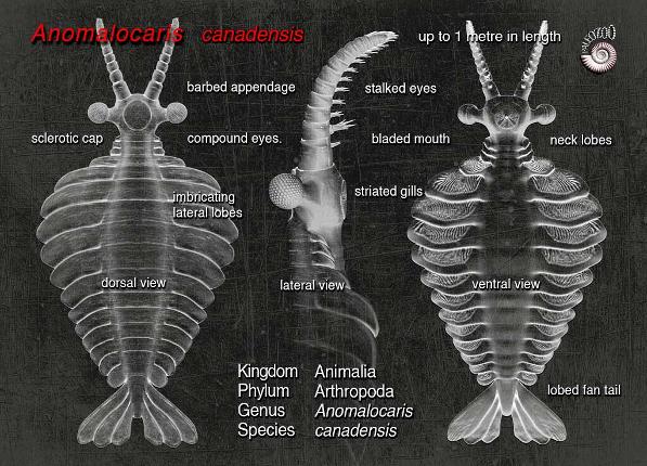 Anomalocaris - Cambrian model from Paleozoo