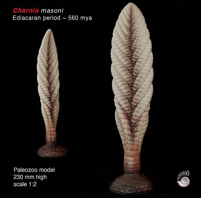 Charnia masoni model from Paleozoo Evolutionary Models