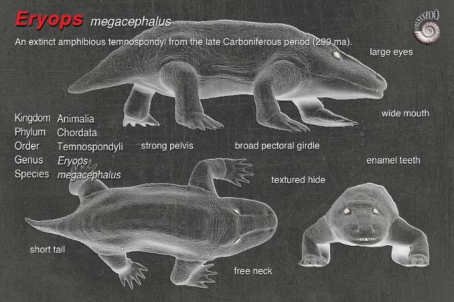 Eryops megacephalus model from Paleozoo Evolutionary Models