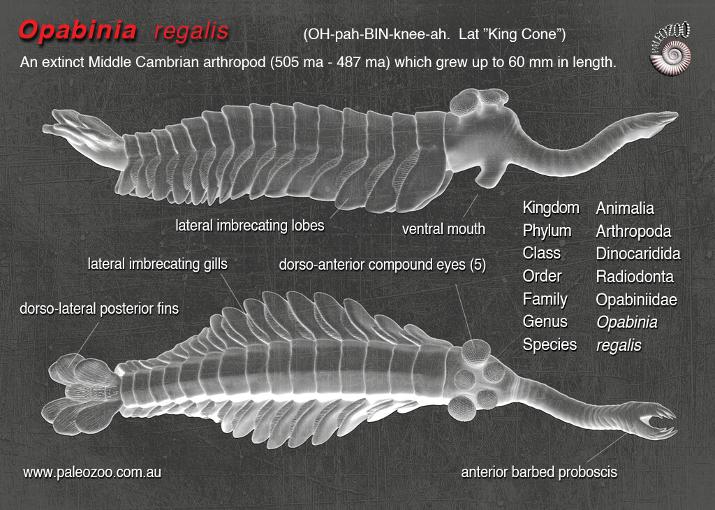 Opabinia regalis model Paleozoo Evolutinary Models