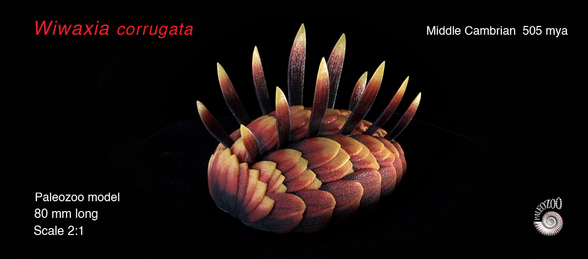 Wiwaxia corrugata model from Paleozoo Evolutionary Models